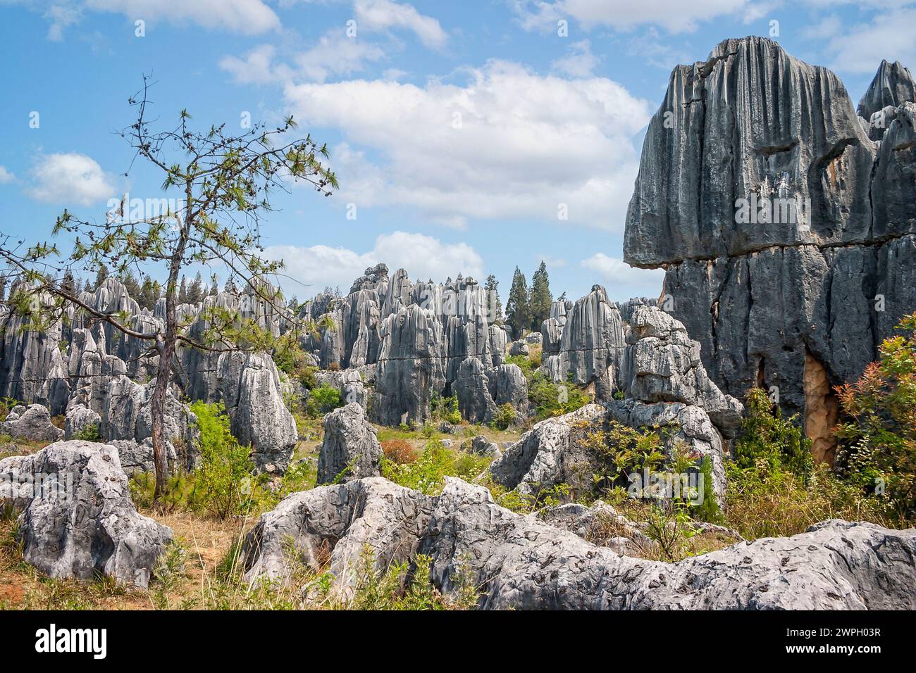 Dramatic Karst limestone geologic formations like stoine teeth in Stone ...