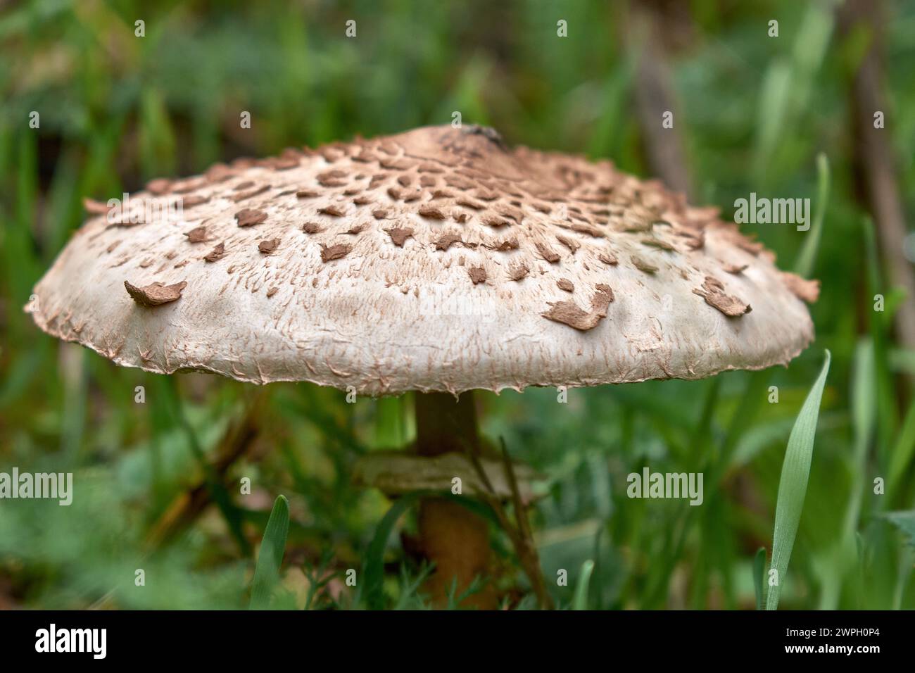Seta lepiota hi-res stock photography and images - Alamy
