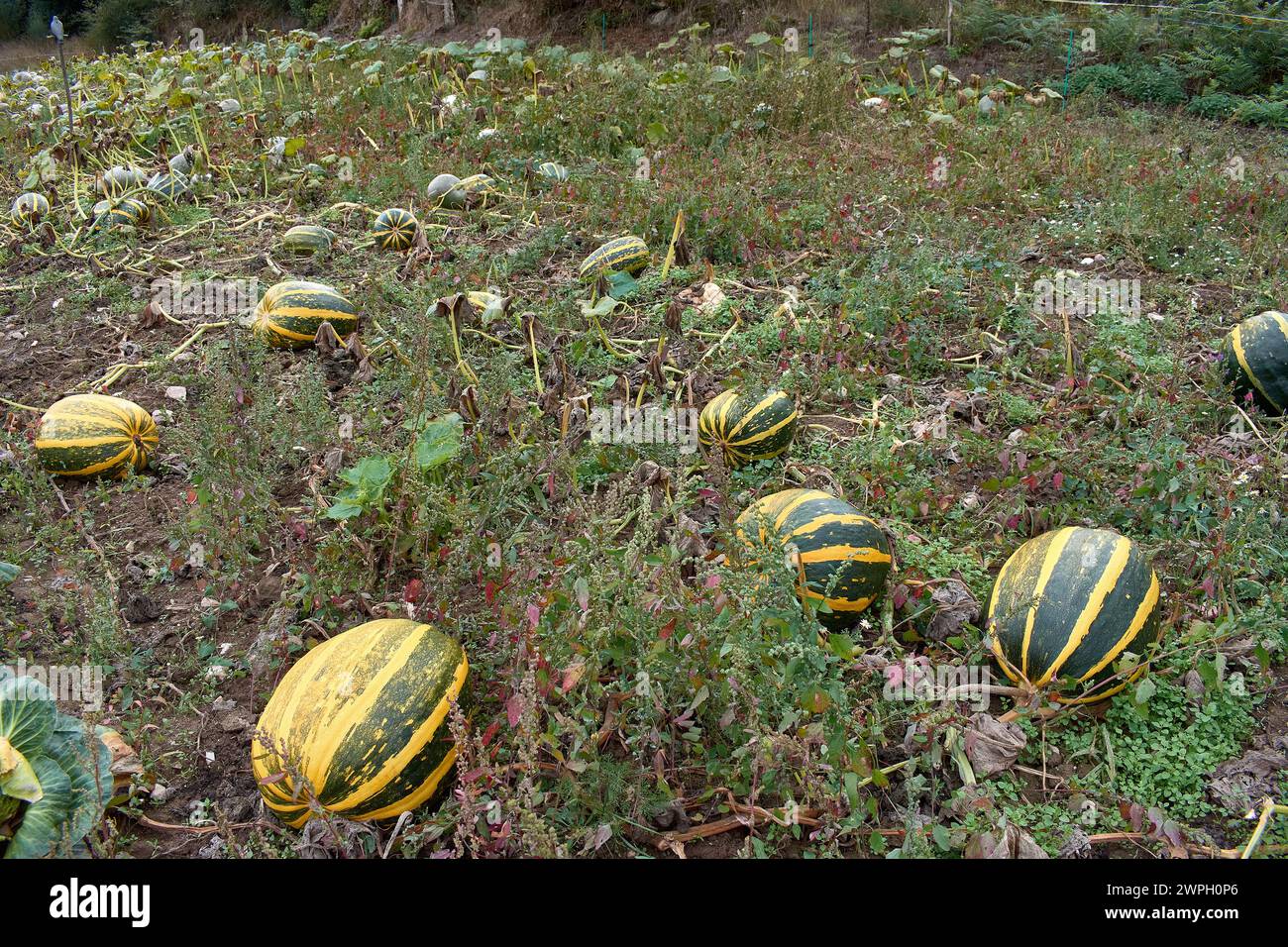Striped ripe watermelons on ground hi-res stock photography and images ...