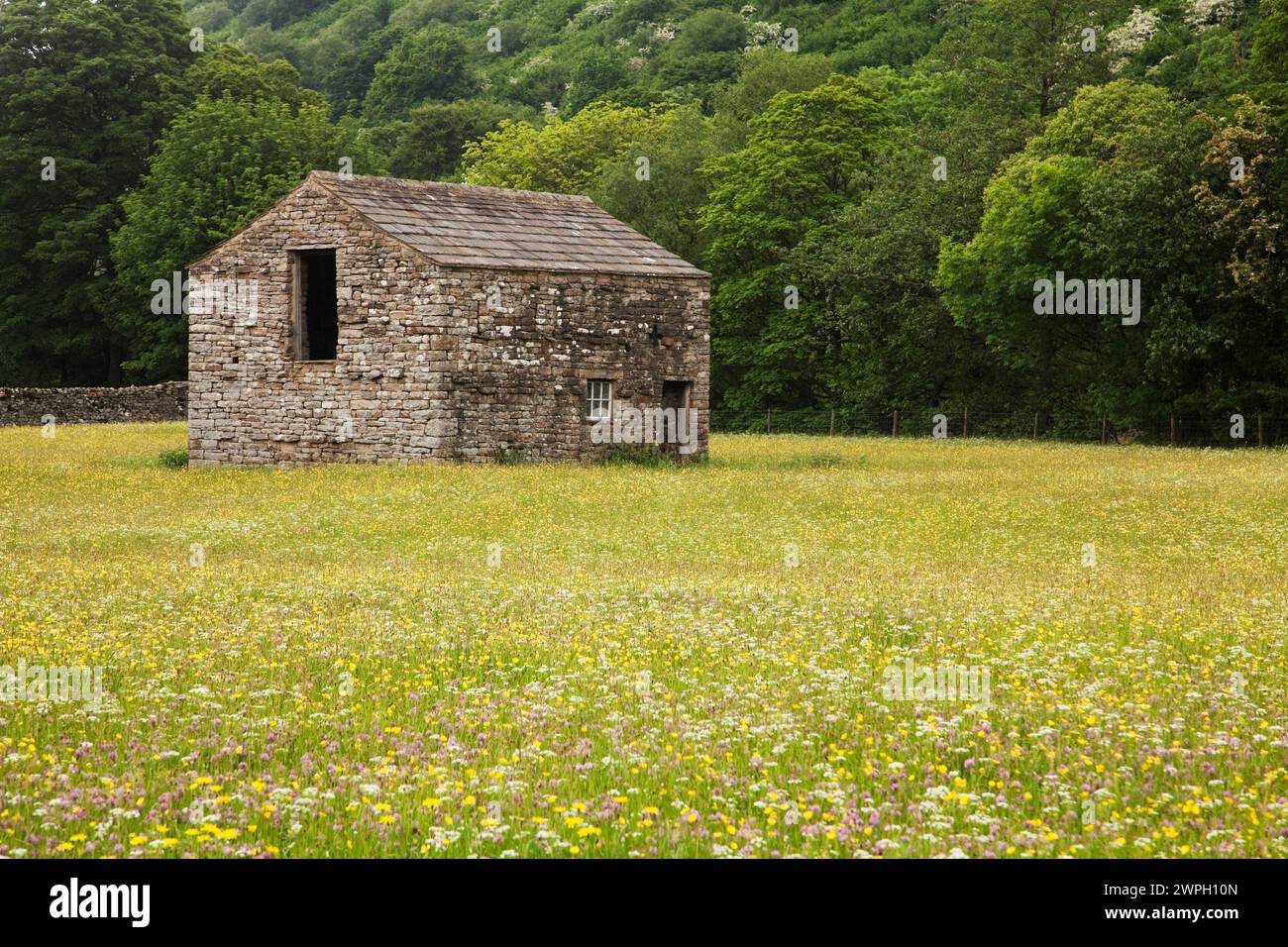 A barn in a flowering wildflower meadow near Muker, Yorkshire, UK Stock ...