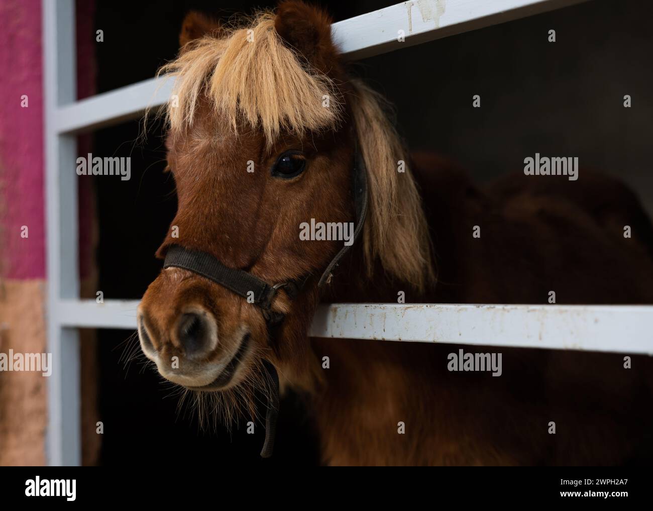 pony in the backyard of a livestock farm Stock Photo - Alamy