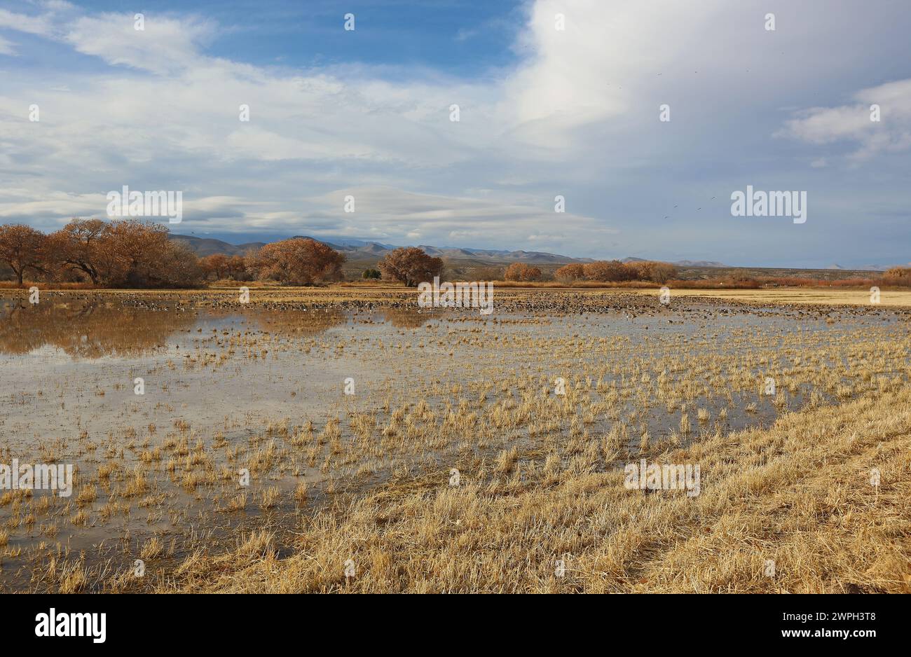 Ducks refuge - Bosque del Apache National Wildlife Refuge, New Mexico ...