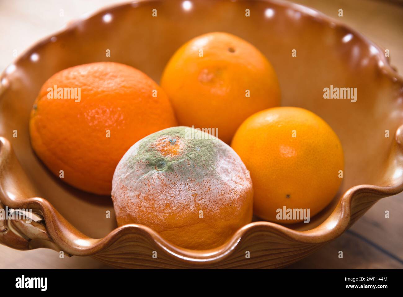 Moldy And Spoiled Orange In Fruit Bowl - Food Citrus Fruit Stock Photo ...