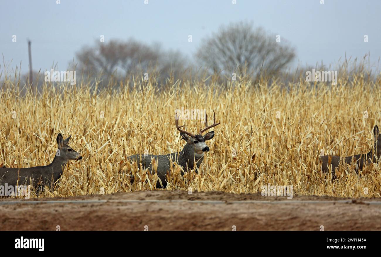 Deer family in corn field - Bernardo Wildlife Refuge, New Mexico Stock ...