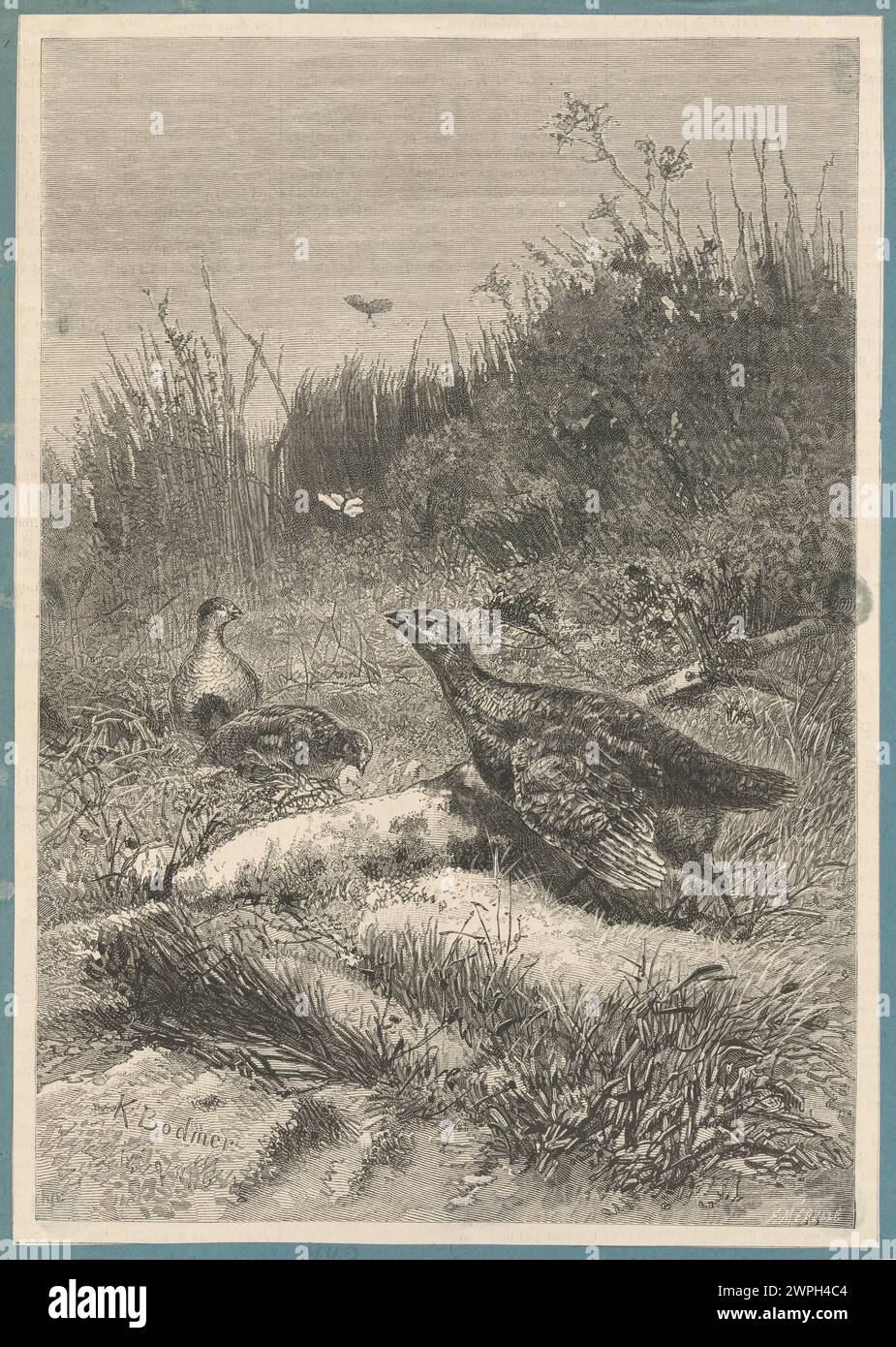 Collectible bird illustration hi-res stock photography and images - Alamy