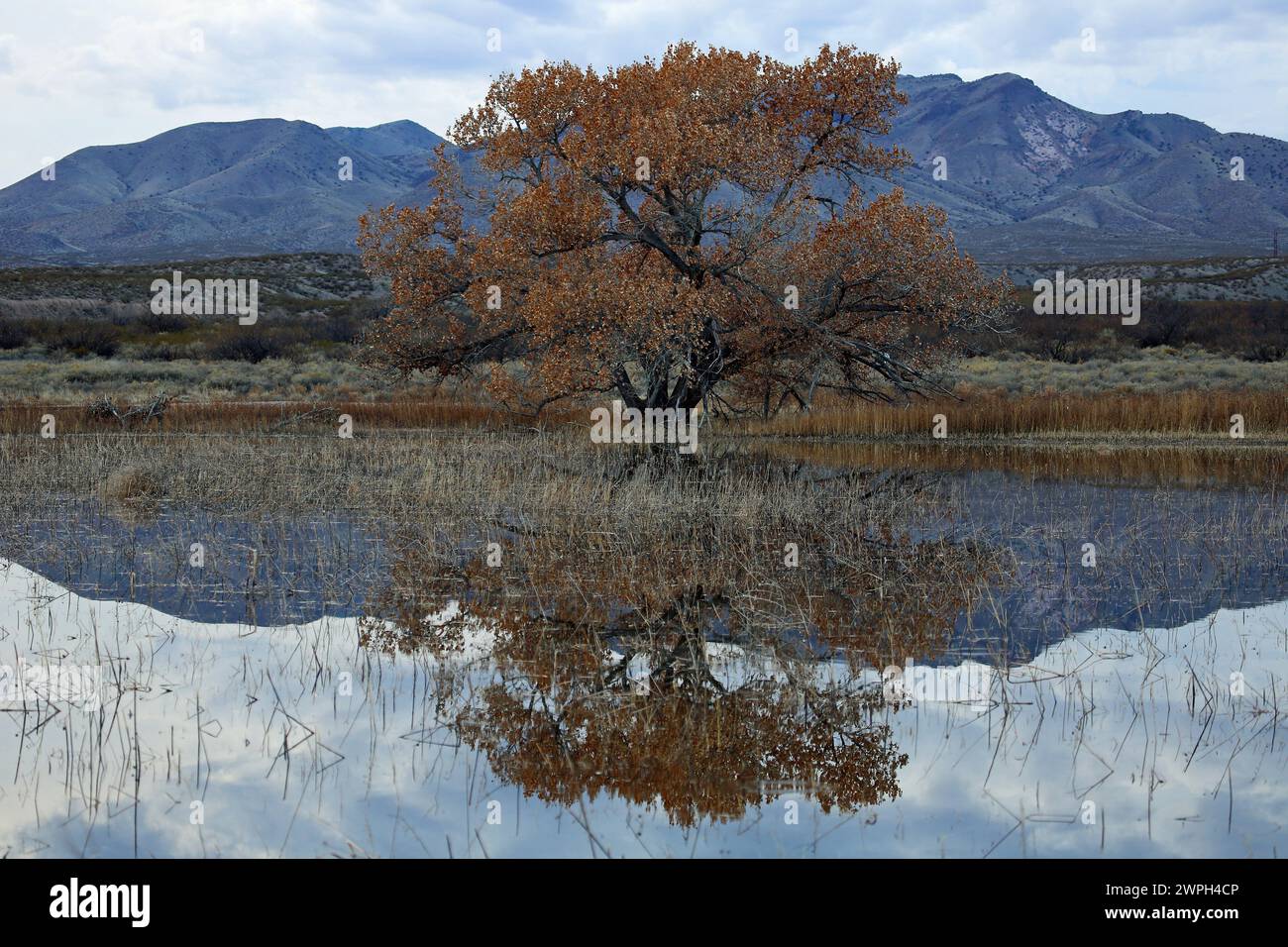 Chupadera Mountains and tree reflection - Bosque del Apache National ...