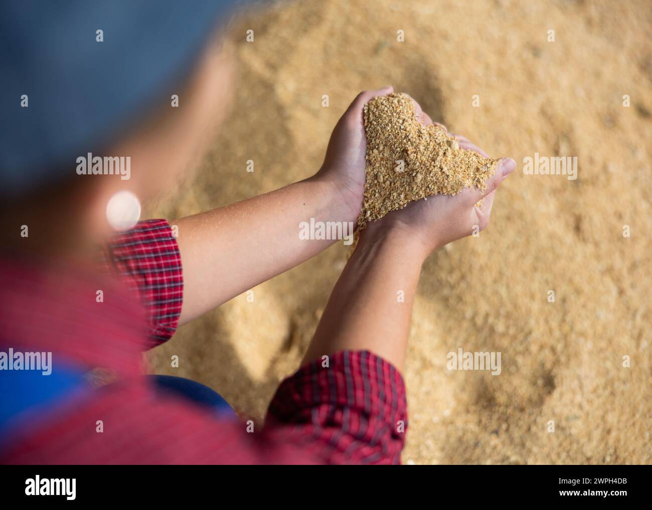 Positive woman farmer picking up corn flour calf on background of large ...