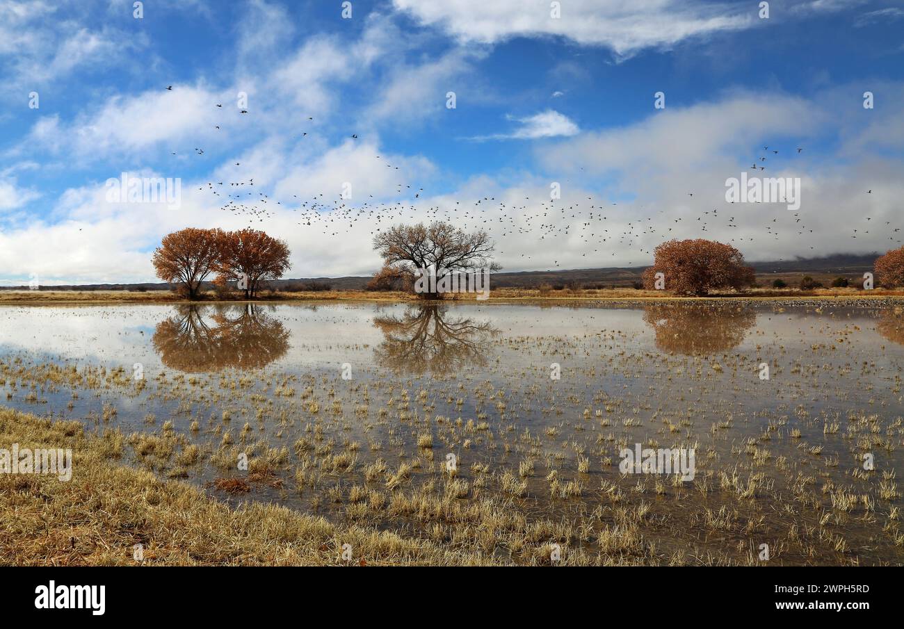Bosque del Apache, New Mexico Stock Photo - Alamy