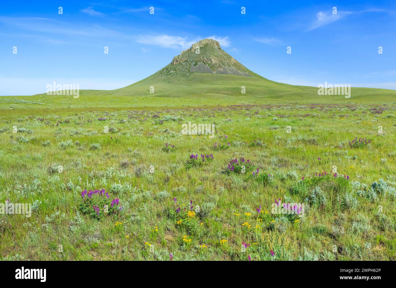 wildflowers on the prairie below haystack butte in the sweet grass ...