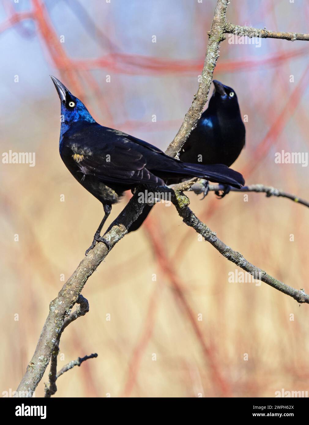 Grackles hi-res stock photography and images - Alamy