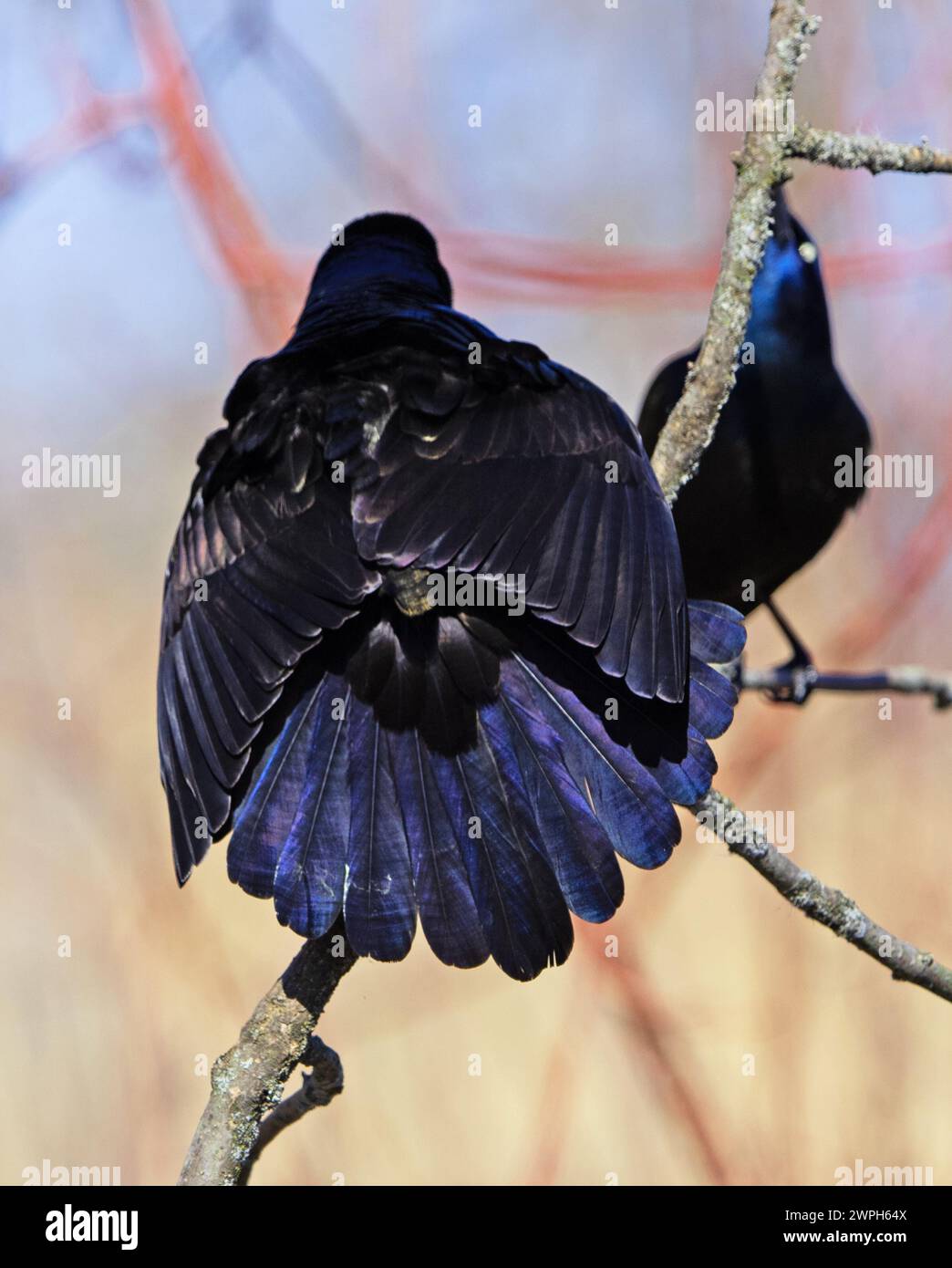 Common Grackle displaying its colours Stock Photo - Alamy