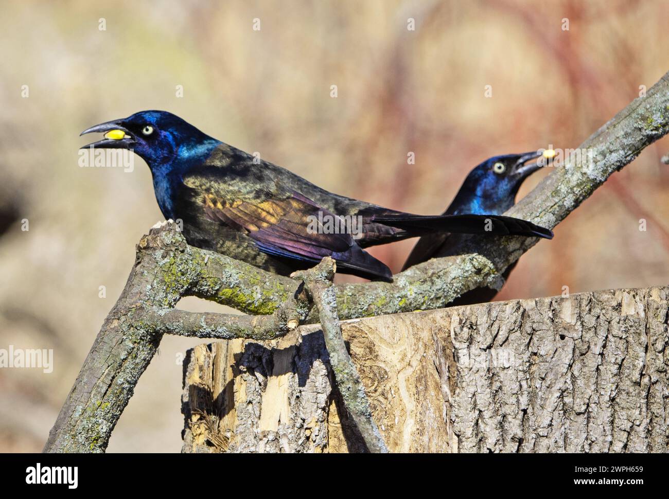 Grackles hi-res stock photography and images - Alamy