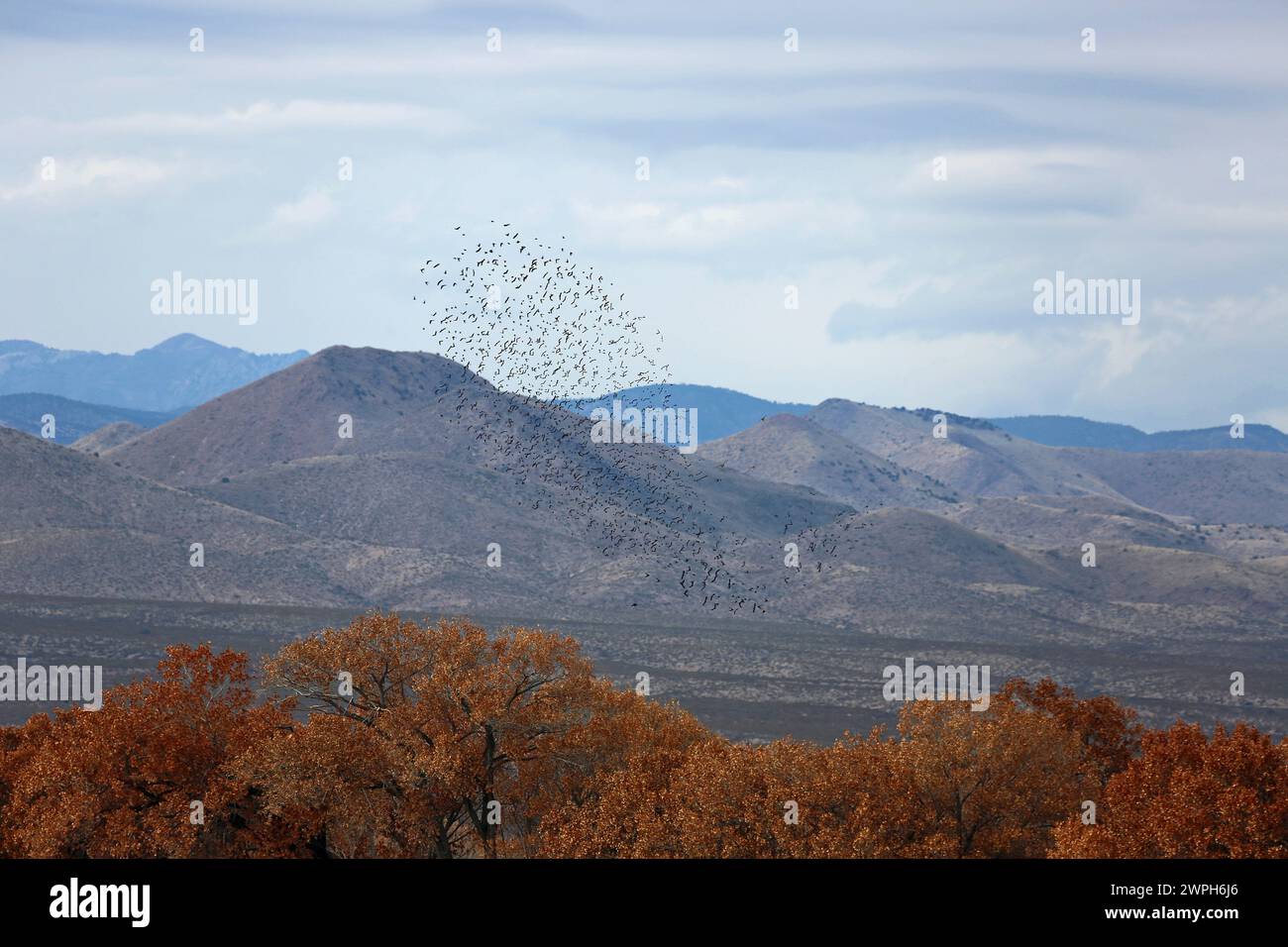 Bosque del Apache, New Mexico Stock Photo - Alamy