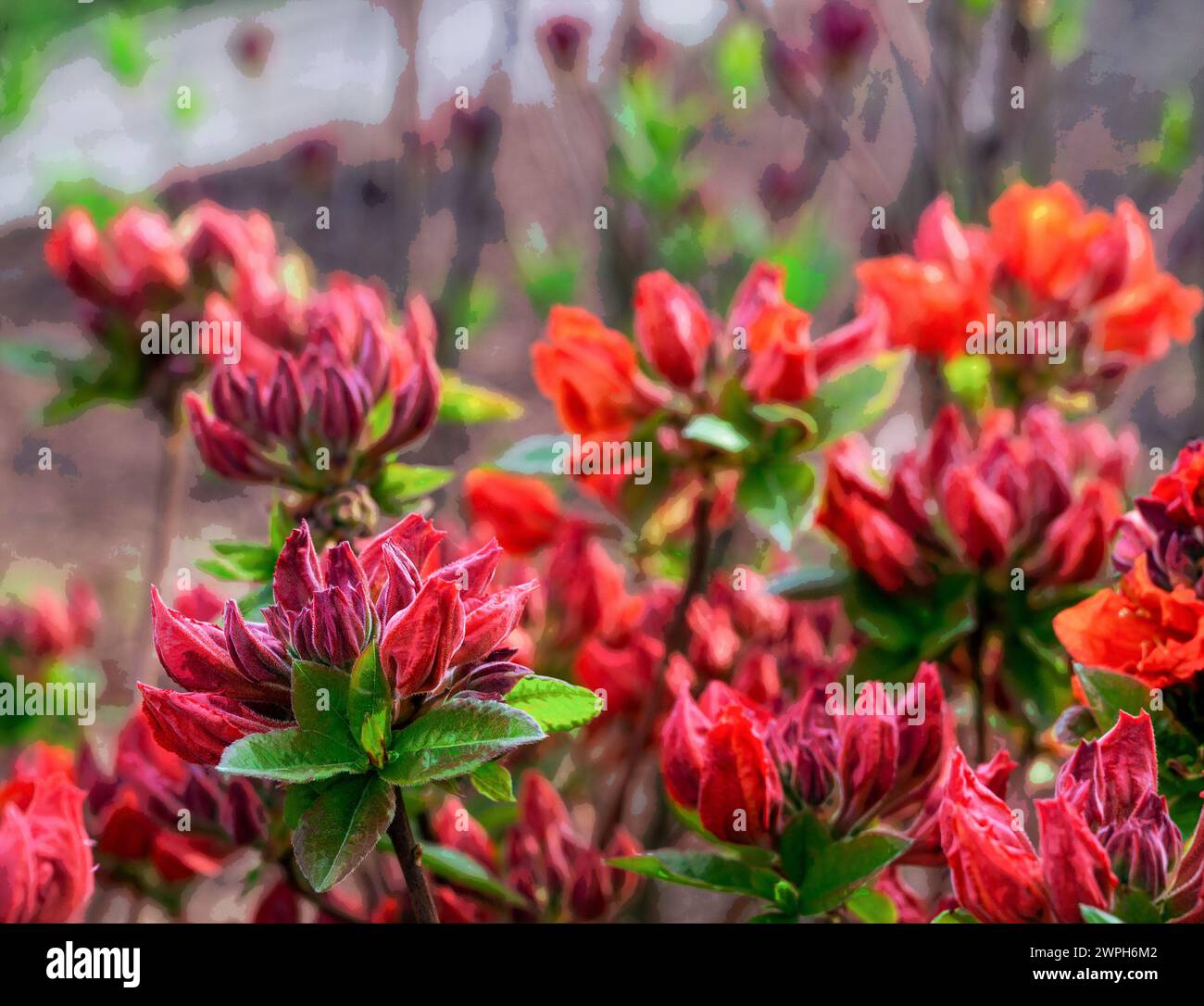 Fantastic Red or pink rhododendron (azalea) bushes (potted plants) in ...