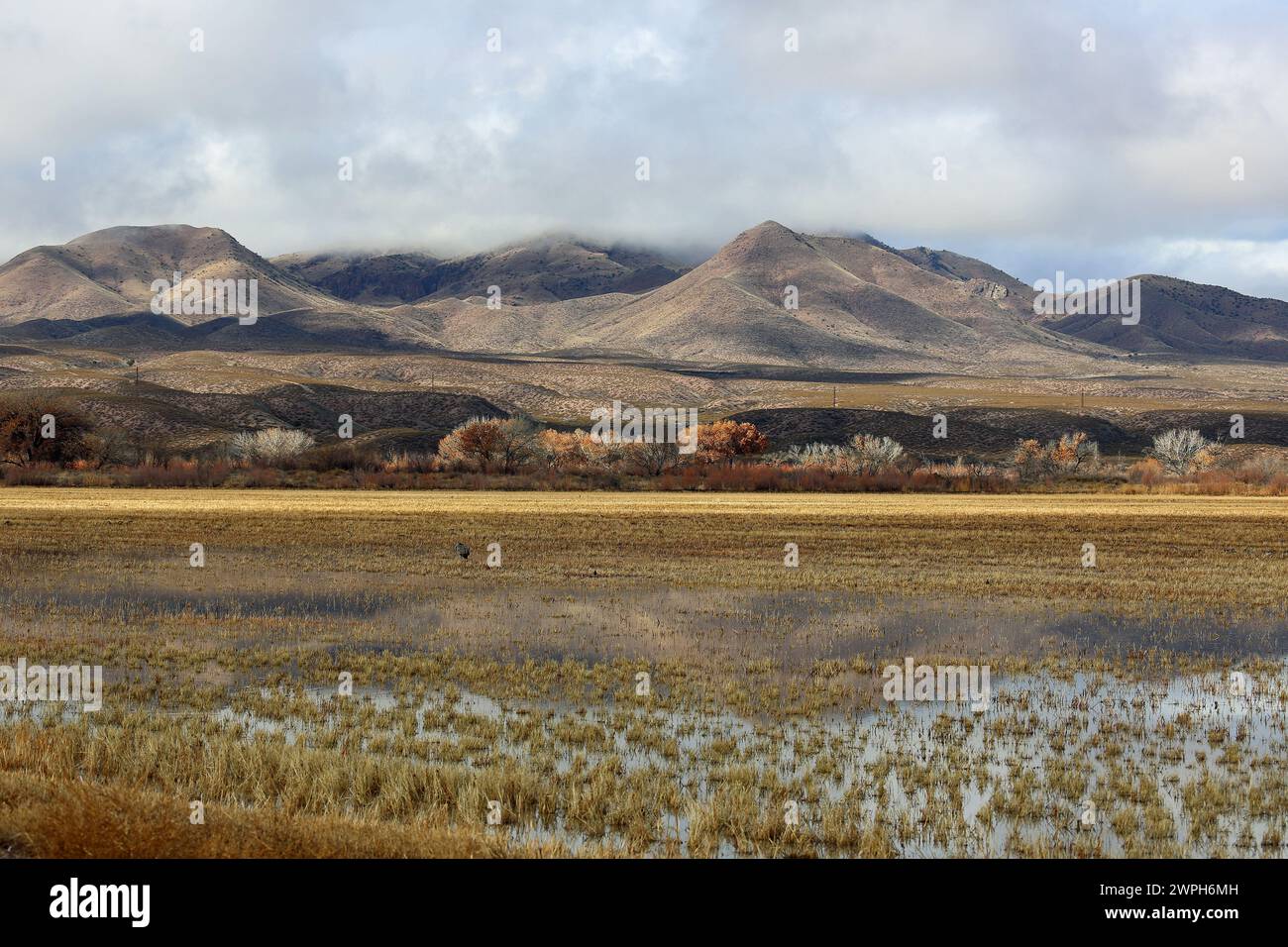 Bosque del Apache, New Mexico Stock Photo - Alamy