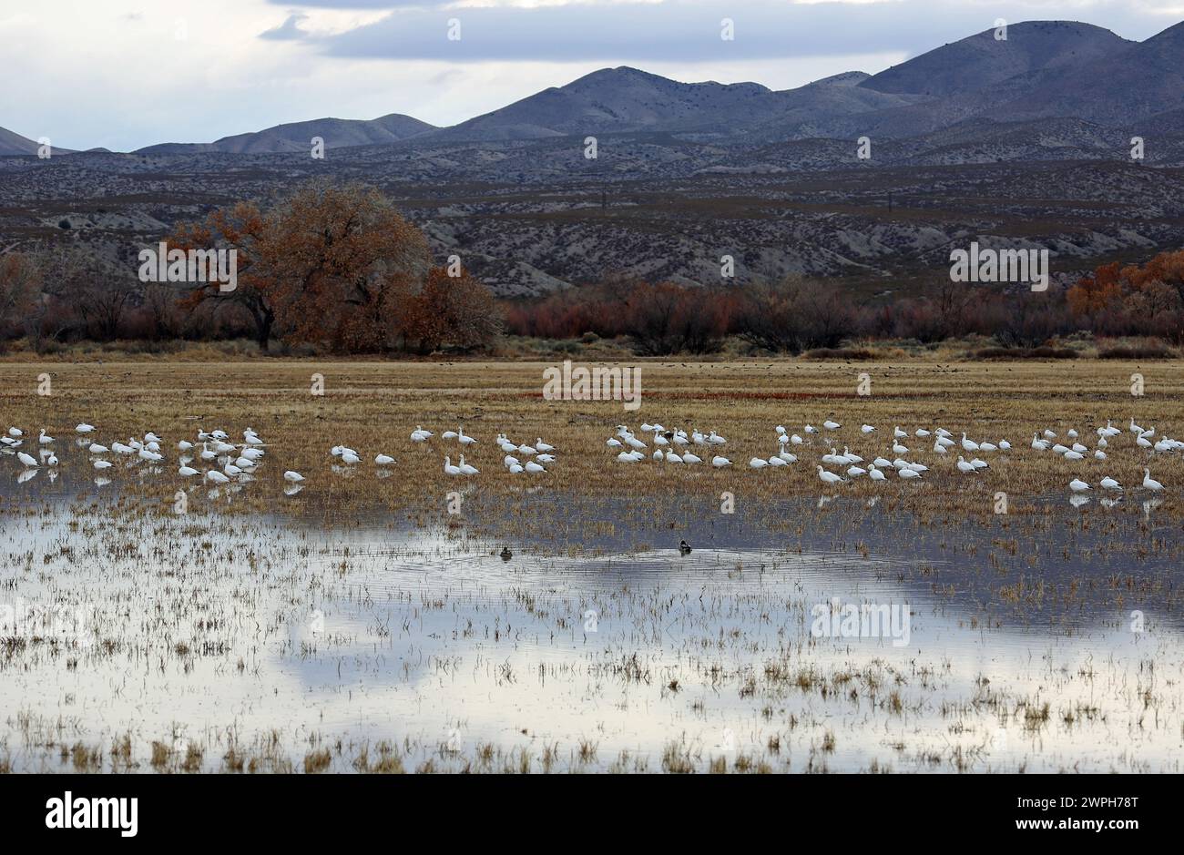 Landscape with snow geese - Bosque del Apache, New Mexico Stock Photo ...
