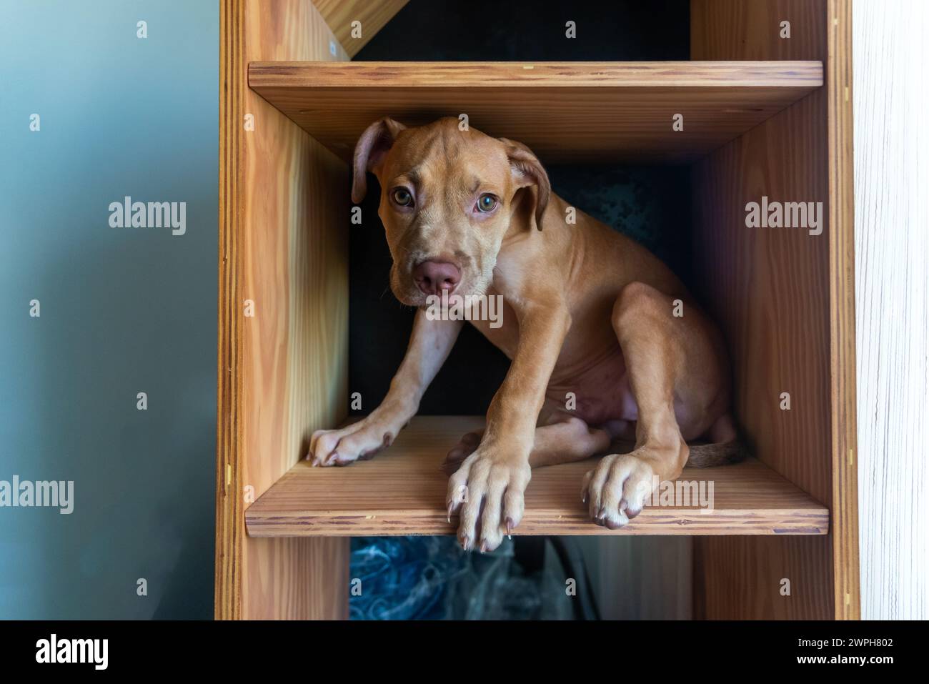 A pitbull dog sitting inside a wooden shelf. Caramel-colored baby pet ...