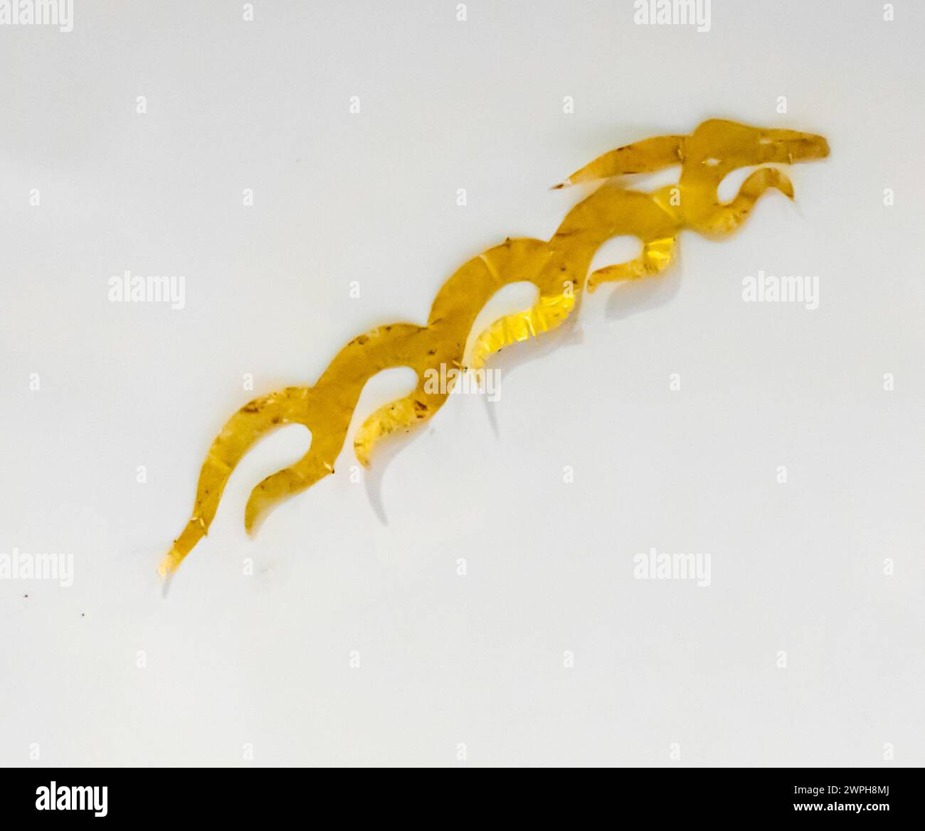 Gold decoration in the deer form, 7th century - 6th century B.C., Taldy ...