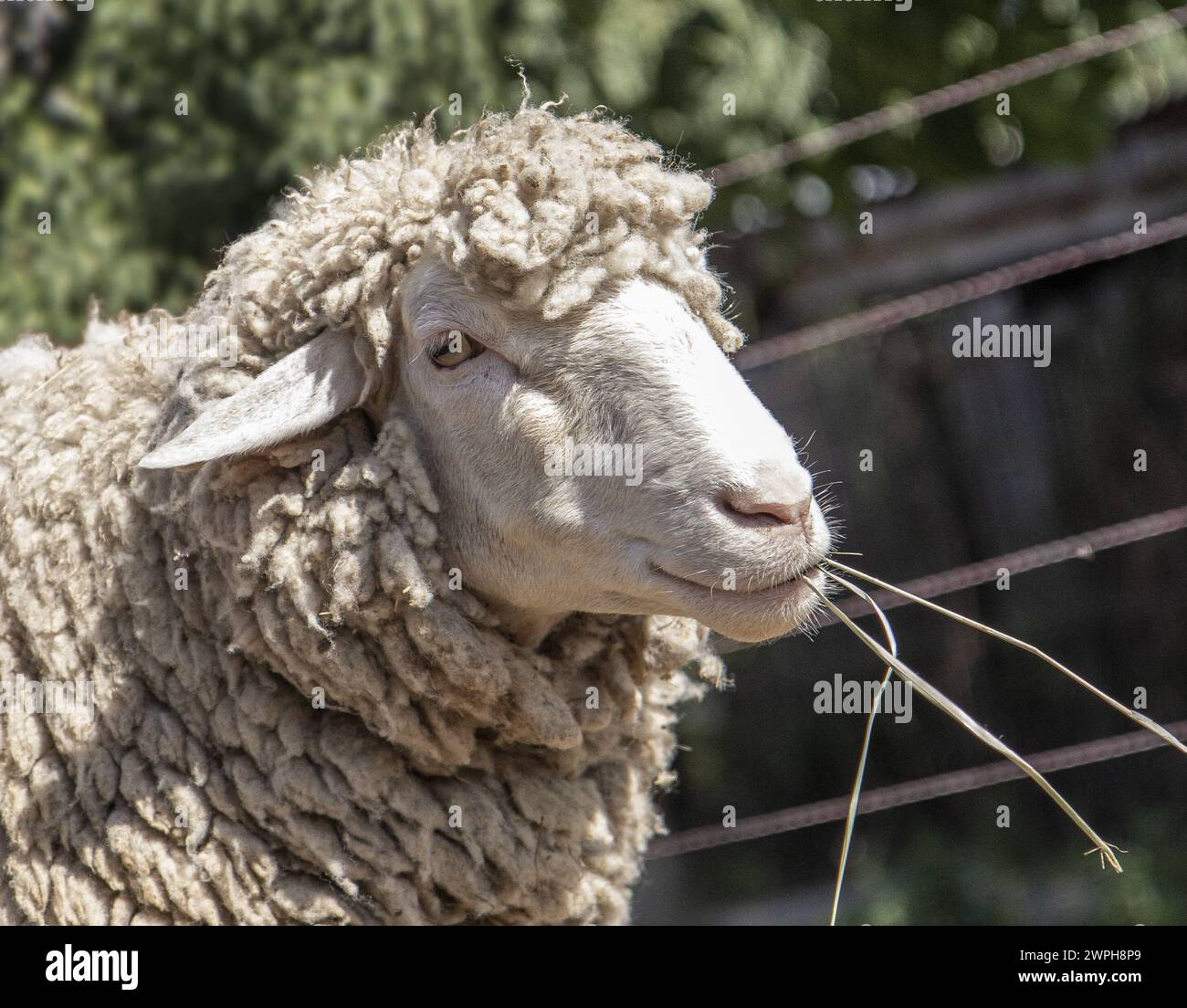 Domestic sheep animal on small farm Stock Photo - Alamy