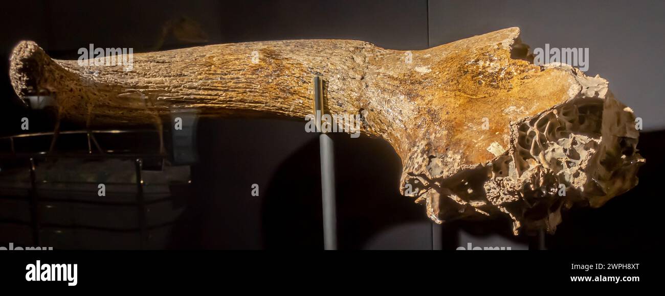 Fragment of a skull with a horn, primitive bull tour, aurochs (Bos ...