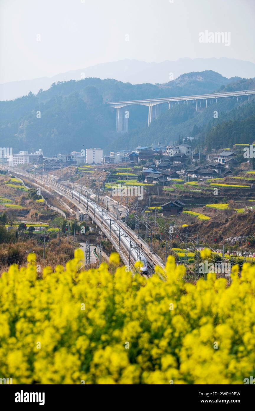 CONGJIANG, CHINA - MARCH 7, 2024 - A bullet train runs among the ...