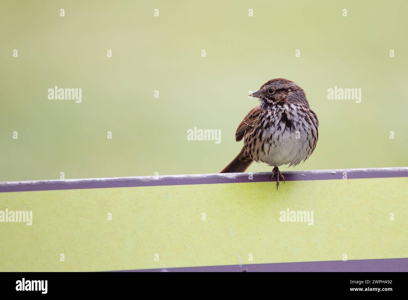 Song Sparrow (Melospiza melodia) sings its melodious tunes in the ...