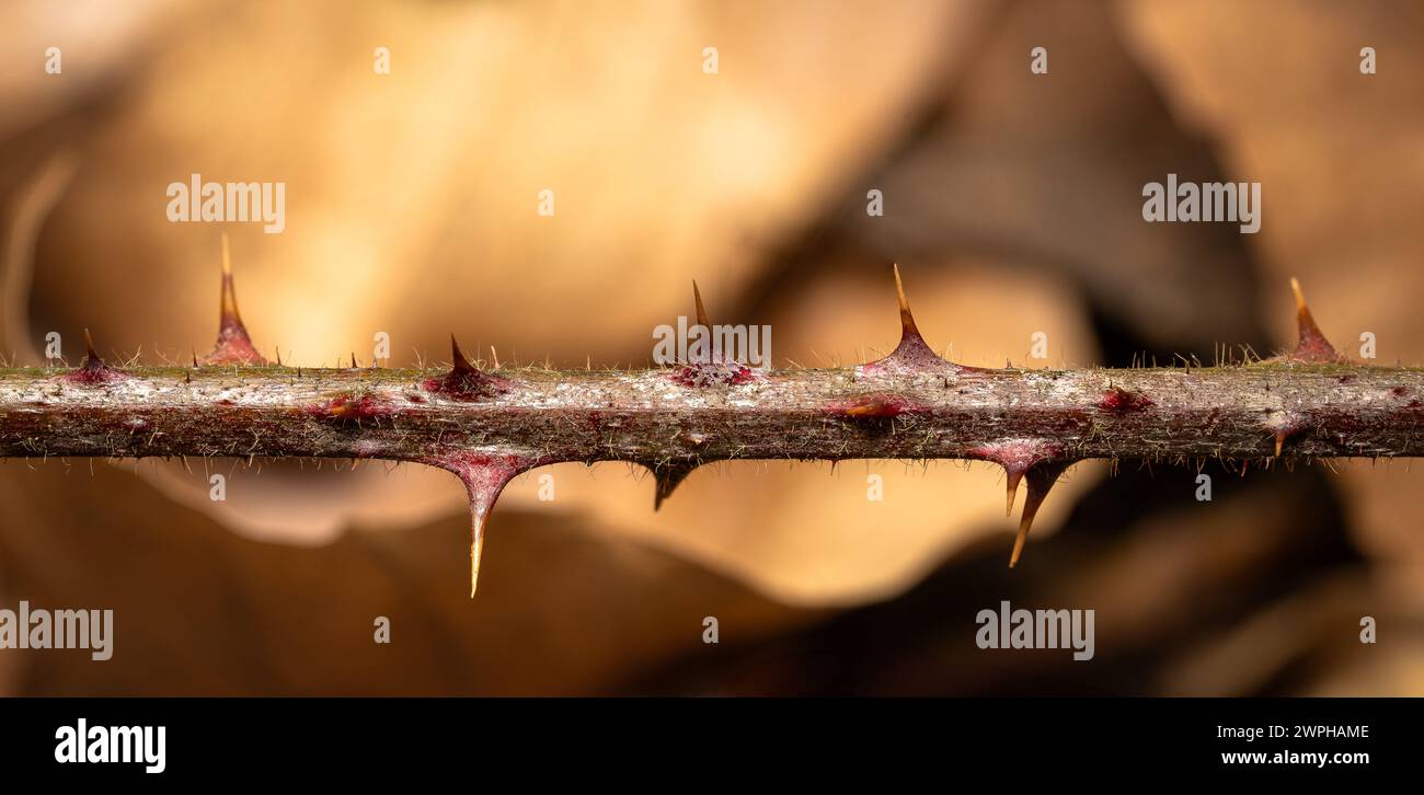Close-Up View of Sharp Thorns on a Plant Stem Against a Blurred Golden ...