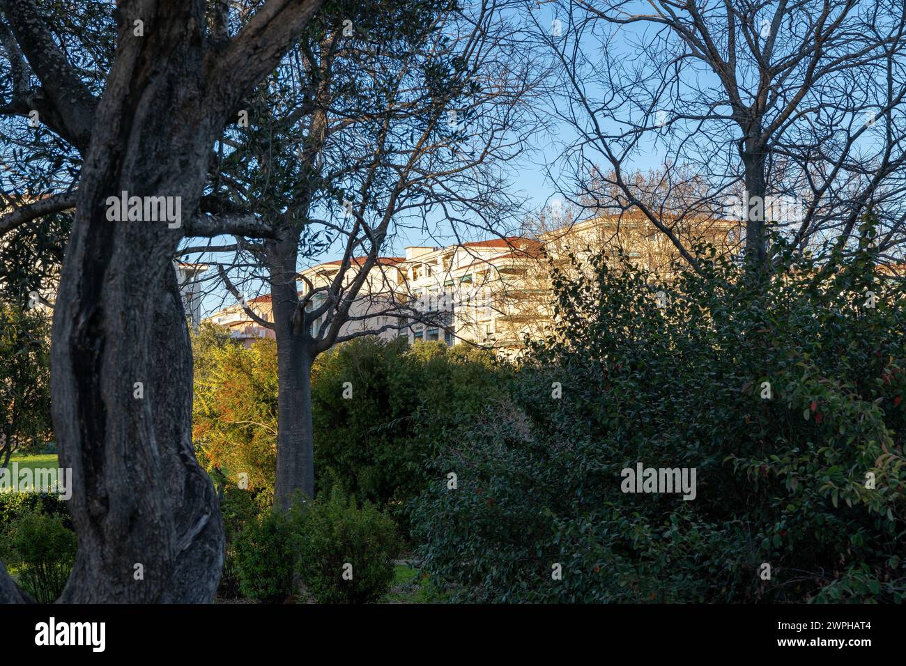 Trees bushes with residential building in the back. High quality photo ...
