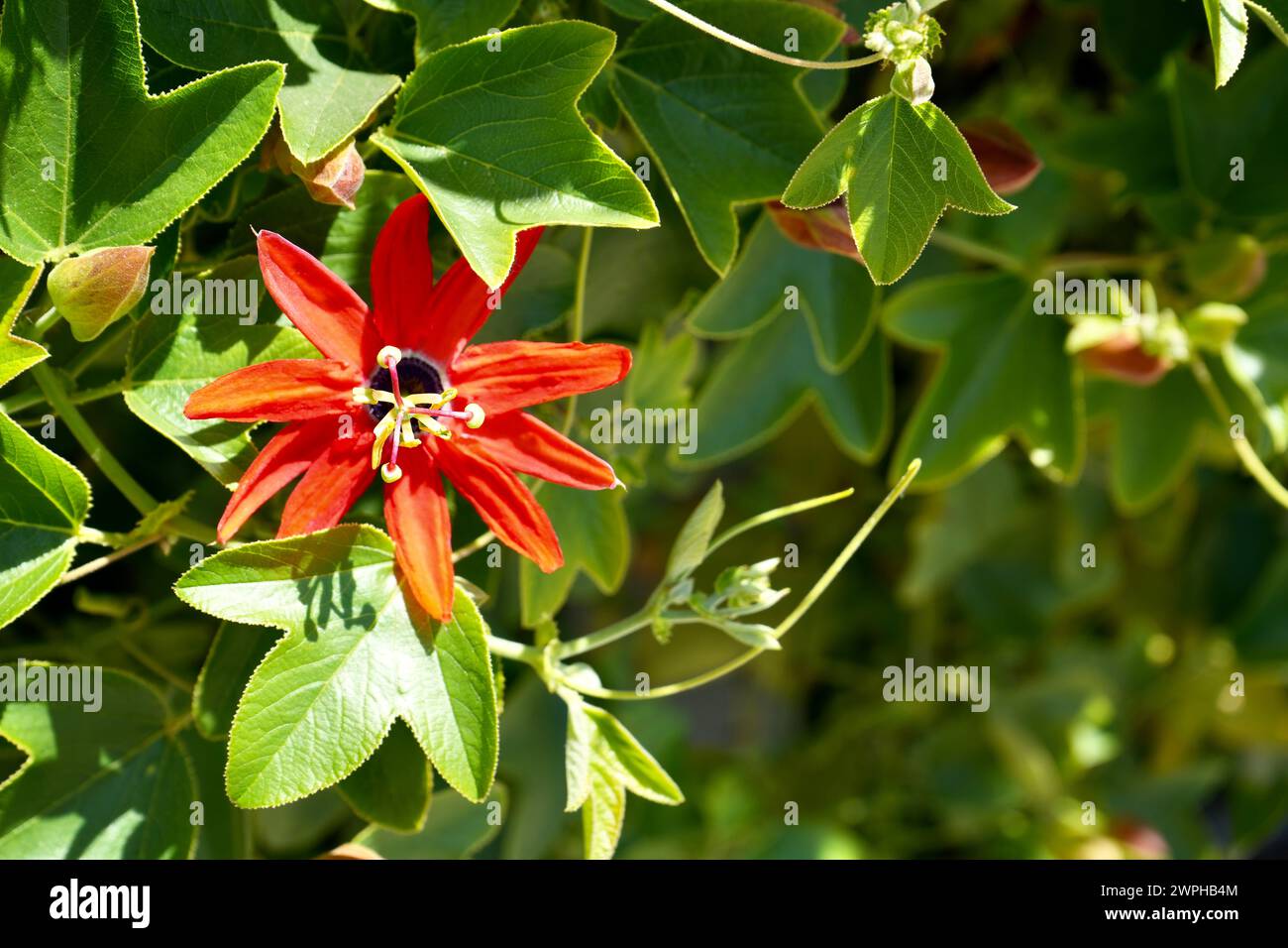 Passiflora leaf hi-res stock photography and images - Alamy