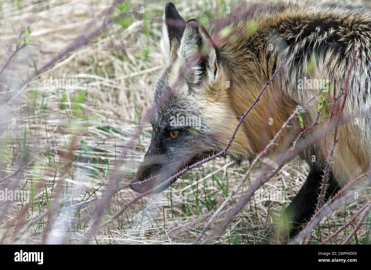 Gray fox behind the bush, Canada Stock Photo - Alamy