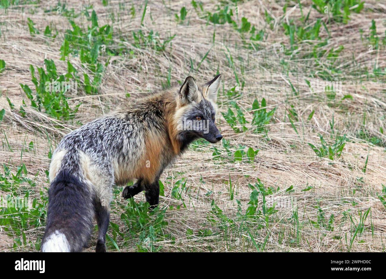Fox in grass hi-res stock photography and images - Alamy