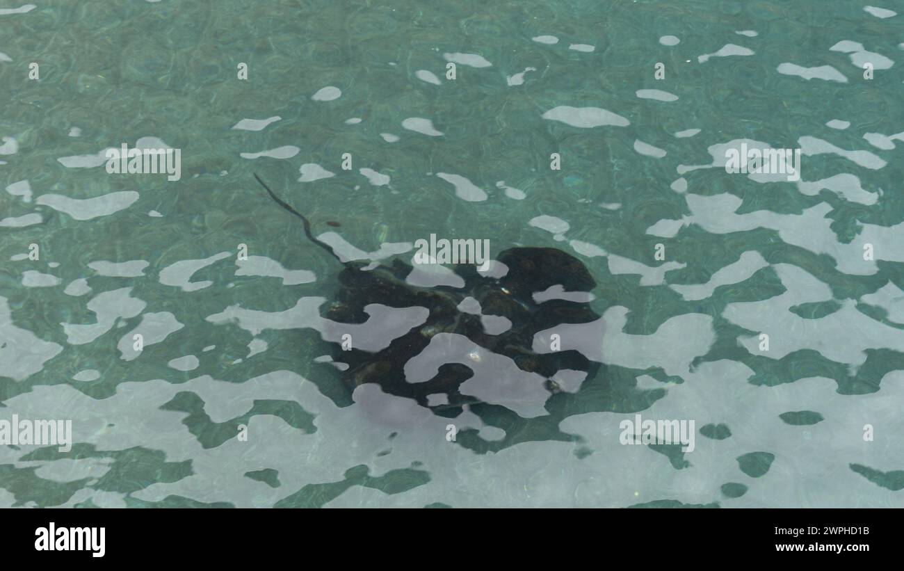 Stingray ocean hi-res stock photography and images - Alamy