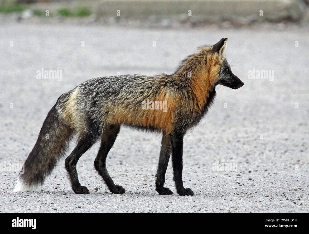 Gray fox silhouette, Canada Stock Photo - Alamy