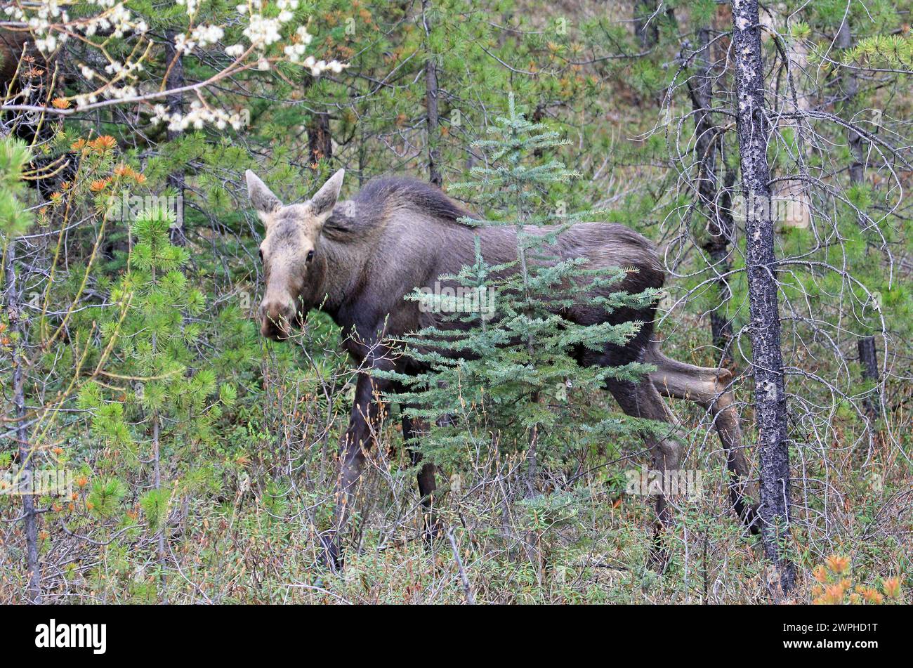 Moose female hi-res stock photography and images - Alamy