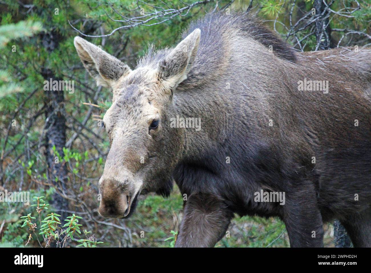 Female moose portrait, Canada Stock Photo - Alamy