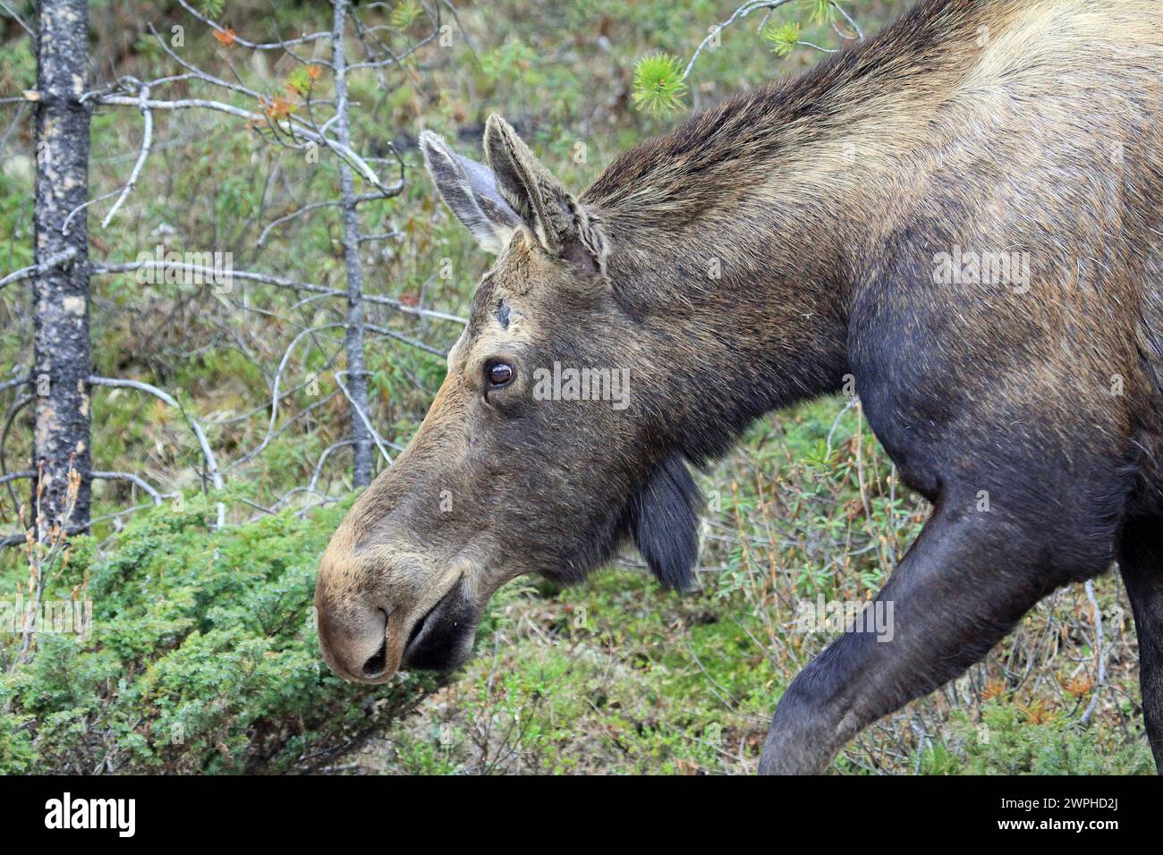 Female moose in profile, Canada Stock Photo - Alamy