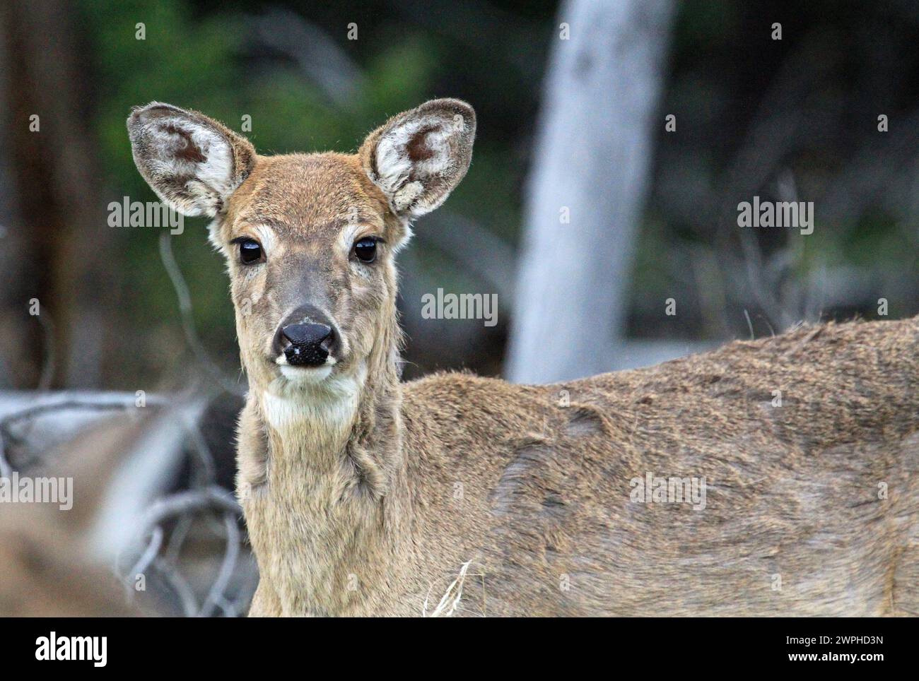 Female deer portrait, Canada Stock Photo - Alamy