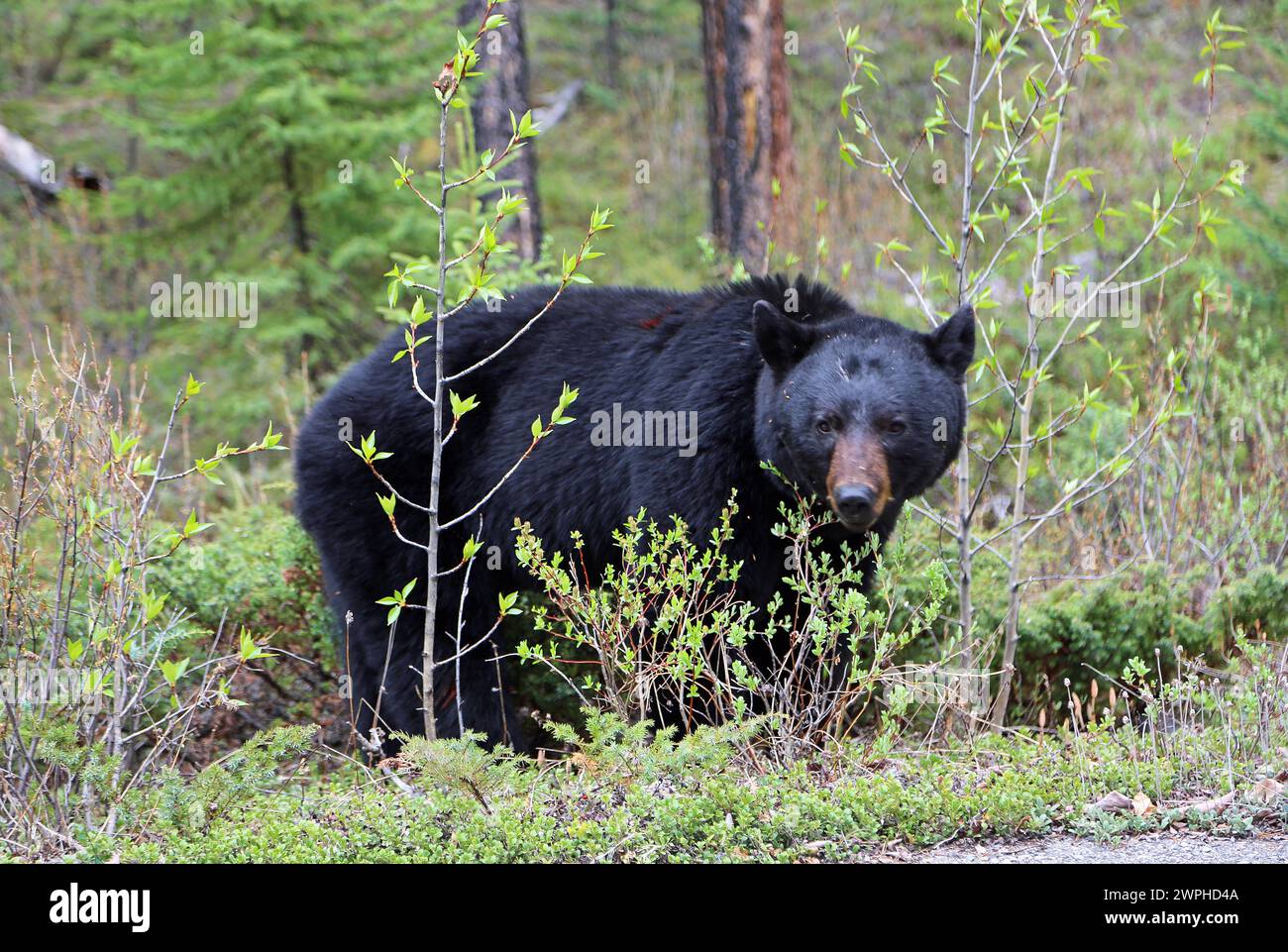 Beautiful black bear hi-res stock photography and images - Alamy