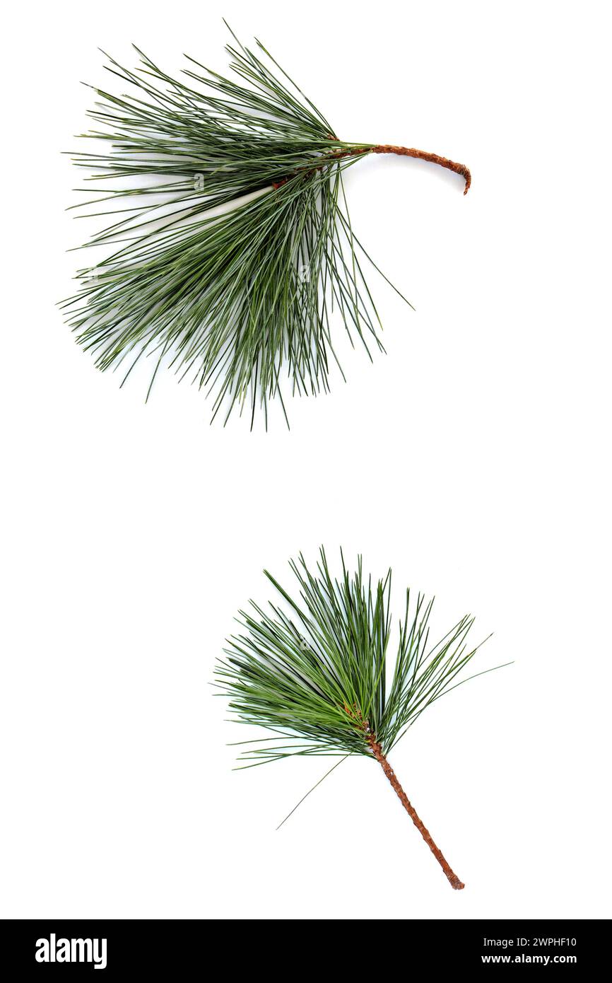 Small branches of the Japanese Larch tree found in the Pacific ... Small branches of the Japanese Larch tree found in the Pacific ...