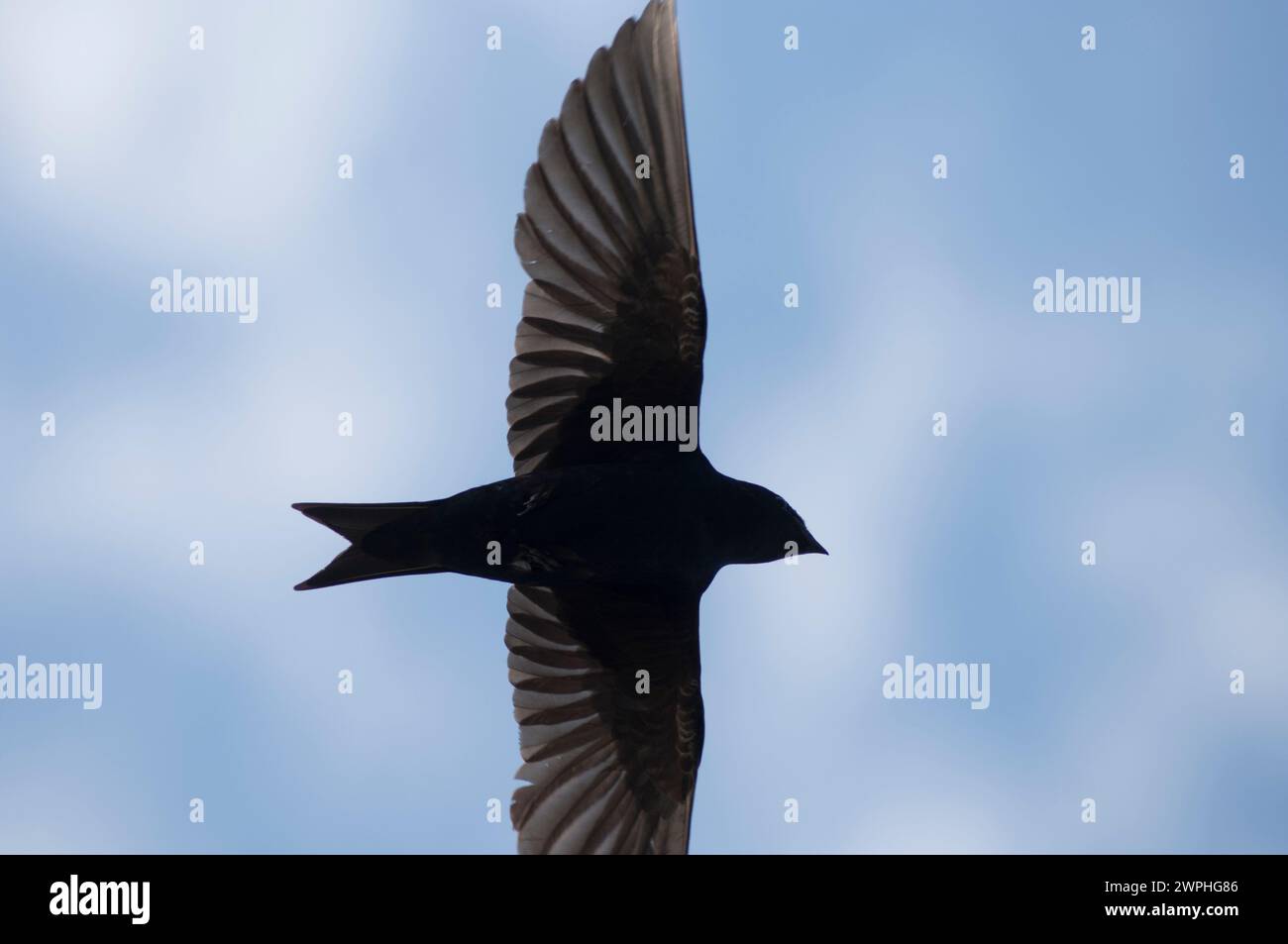 Purple martin bird at Sidney Gulf Islands BC Canada Stock Photo - Alamy
