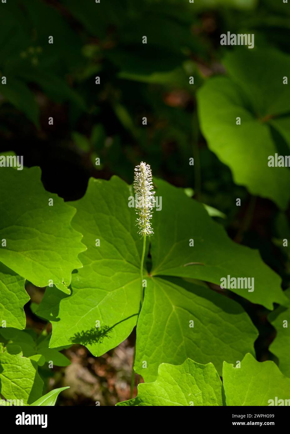 Deer-foot aka vanilla-leaf (Achlys triphylla) growing at the crest of ...