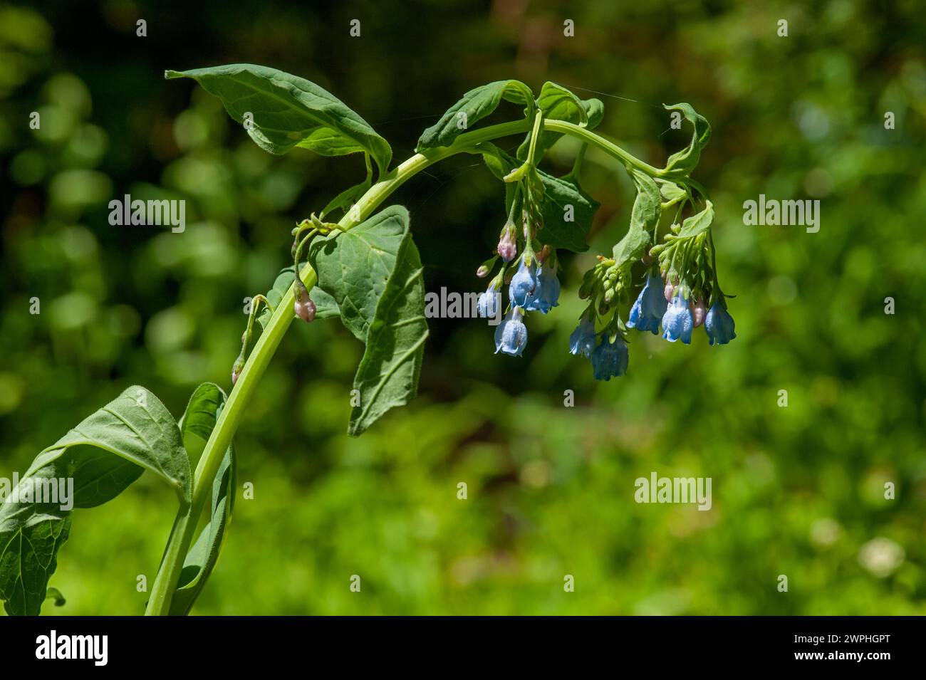 Presumed to be Tall Bluebells (Mertensia paniculata) because underside ...