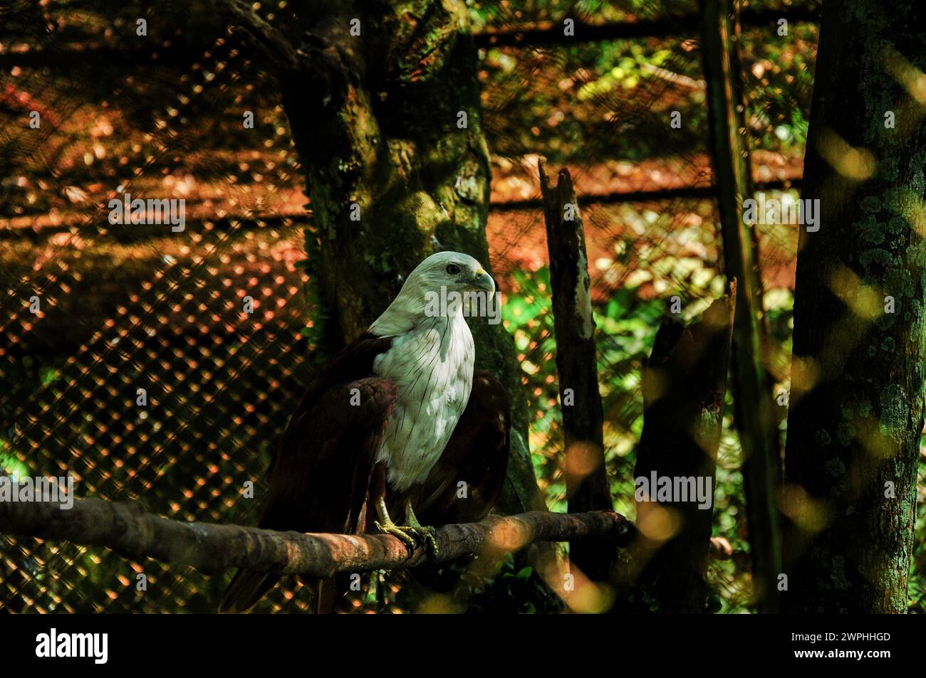Sad Eagle Behind the cage Stock Photo - Alamy