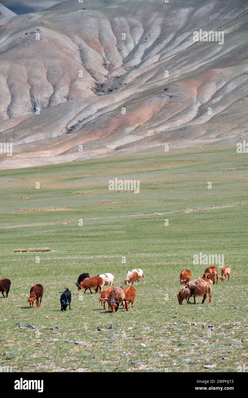 Herd of goats and sheep grazing in pasture. Mongolian mountain natural ...