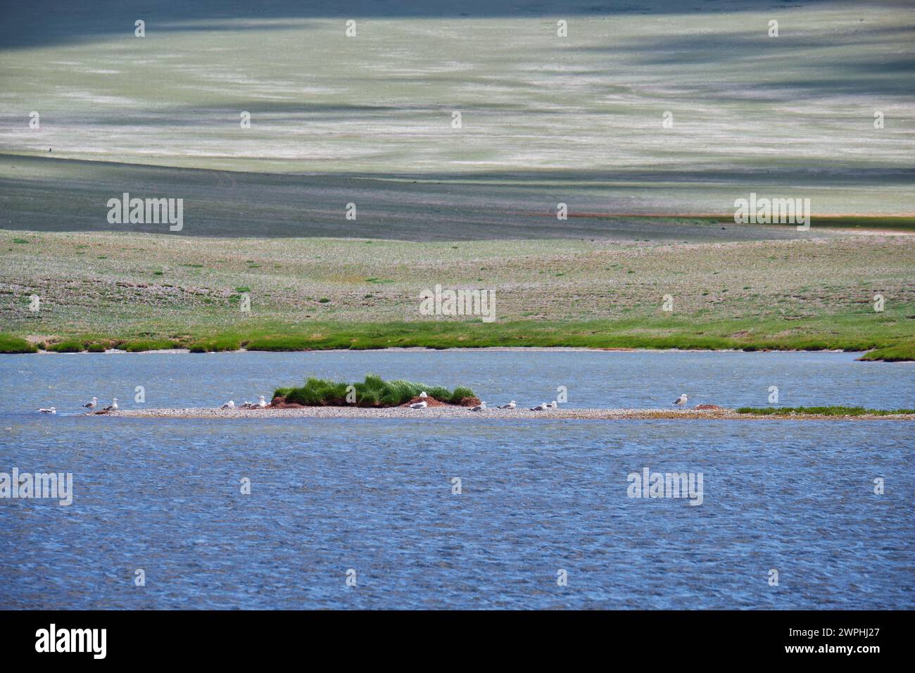 Small Mongolian lake. A flock of gulls sits near the water on the ...