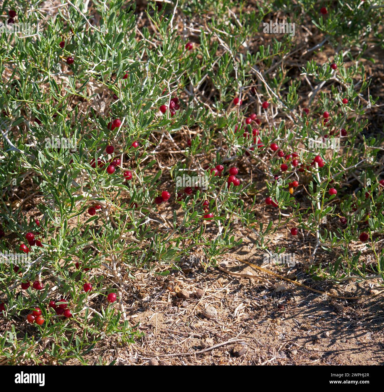 Shrub Nitraria sibirica with red berries fruits in mongolian arid ...