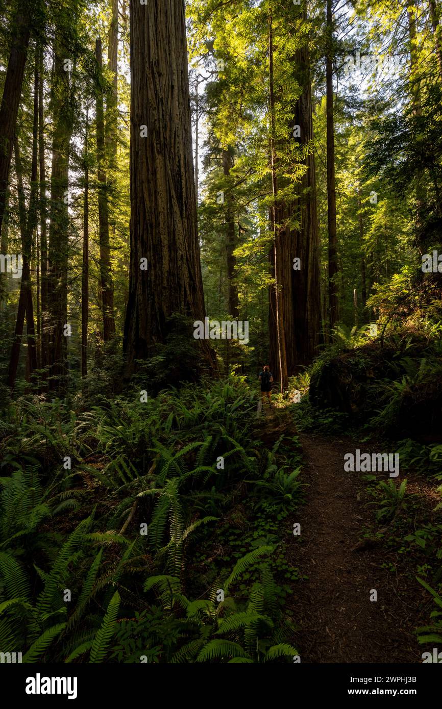 Hiker Looks Up At Redwood Tree In Forest on Summer Afternoon Stock ...