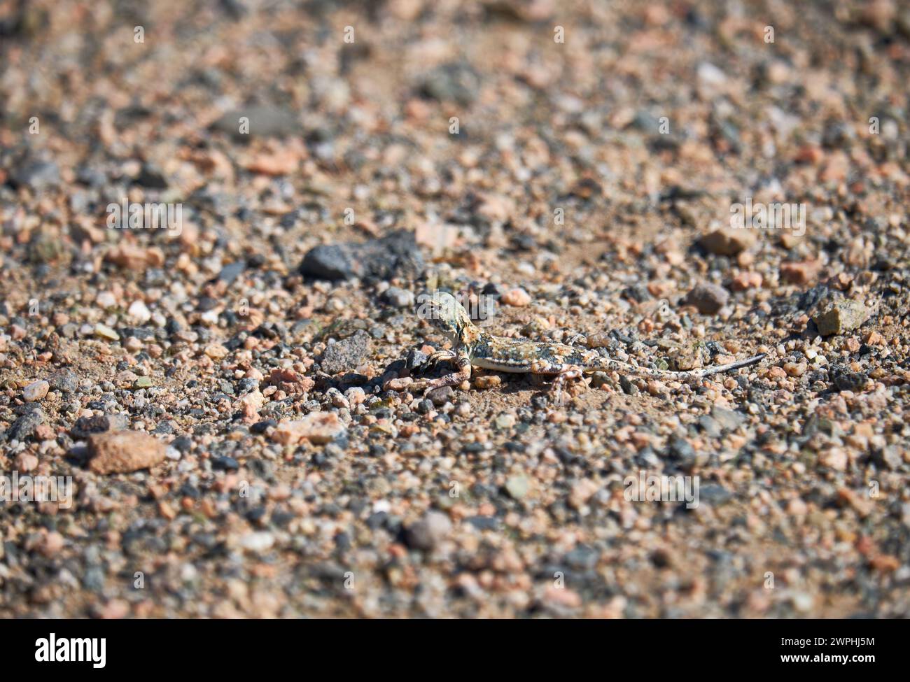 Toad-headed agamas Phrynocephalus in natural environment of mongolian ...