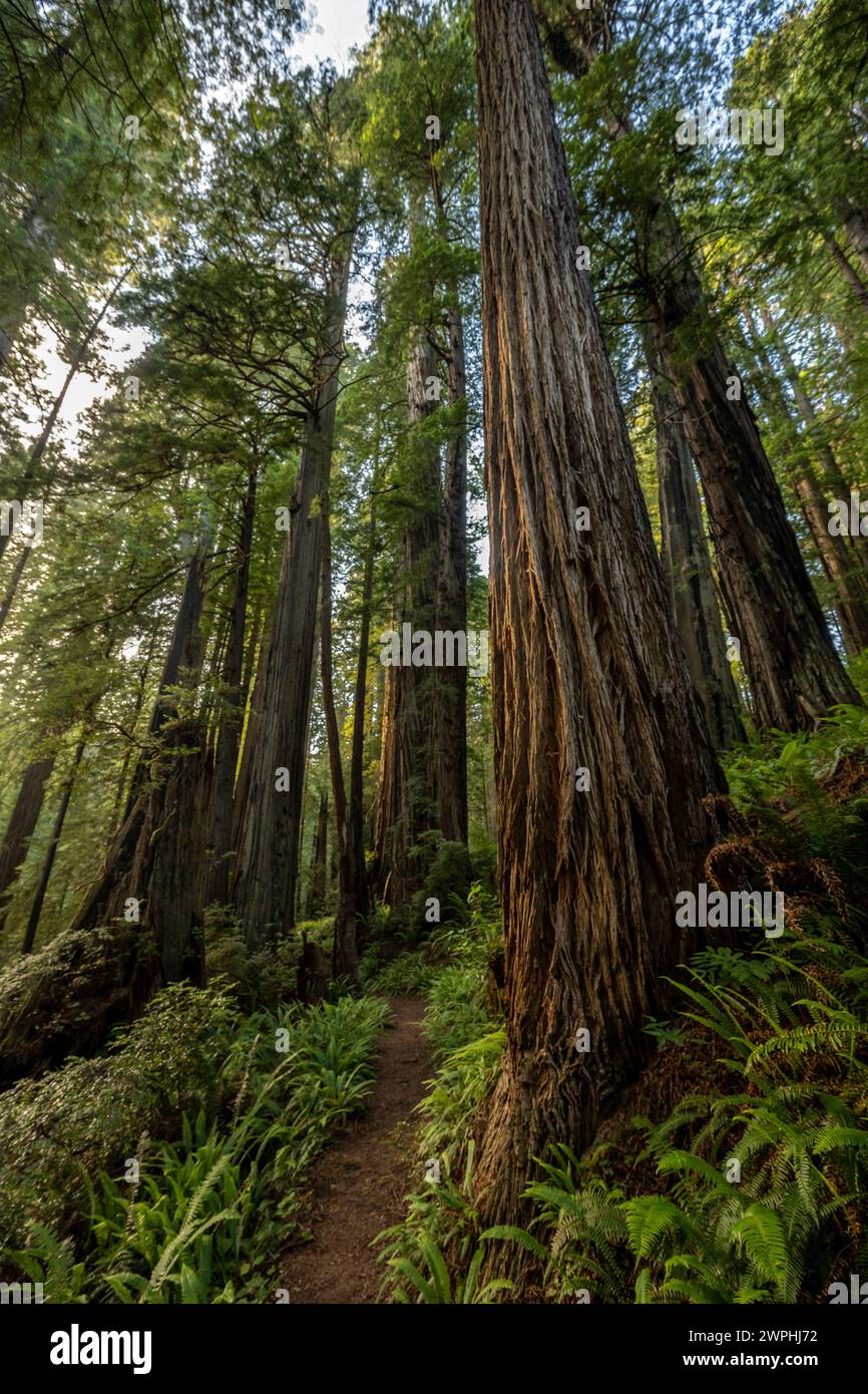 Giant redwood trees tower hi-res stock photography and images - Alamy