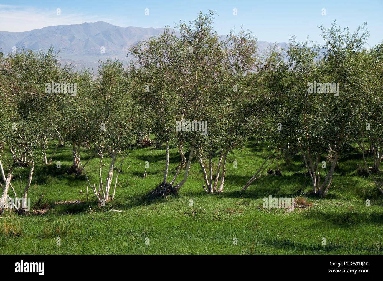 Bumbat hi-res stock photography and images - Alamy